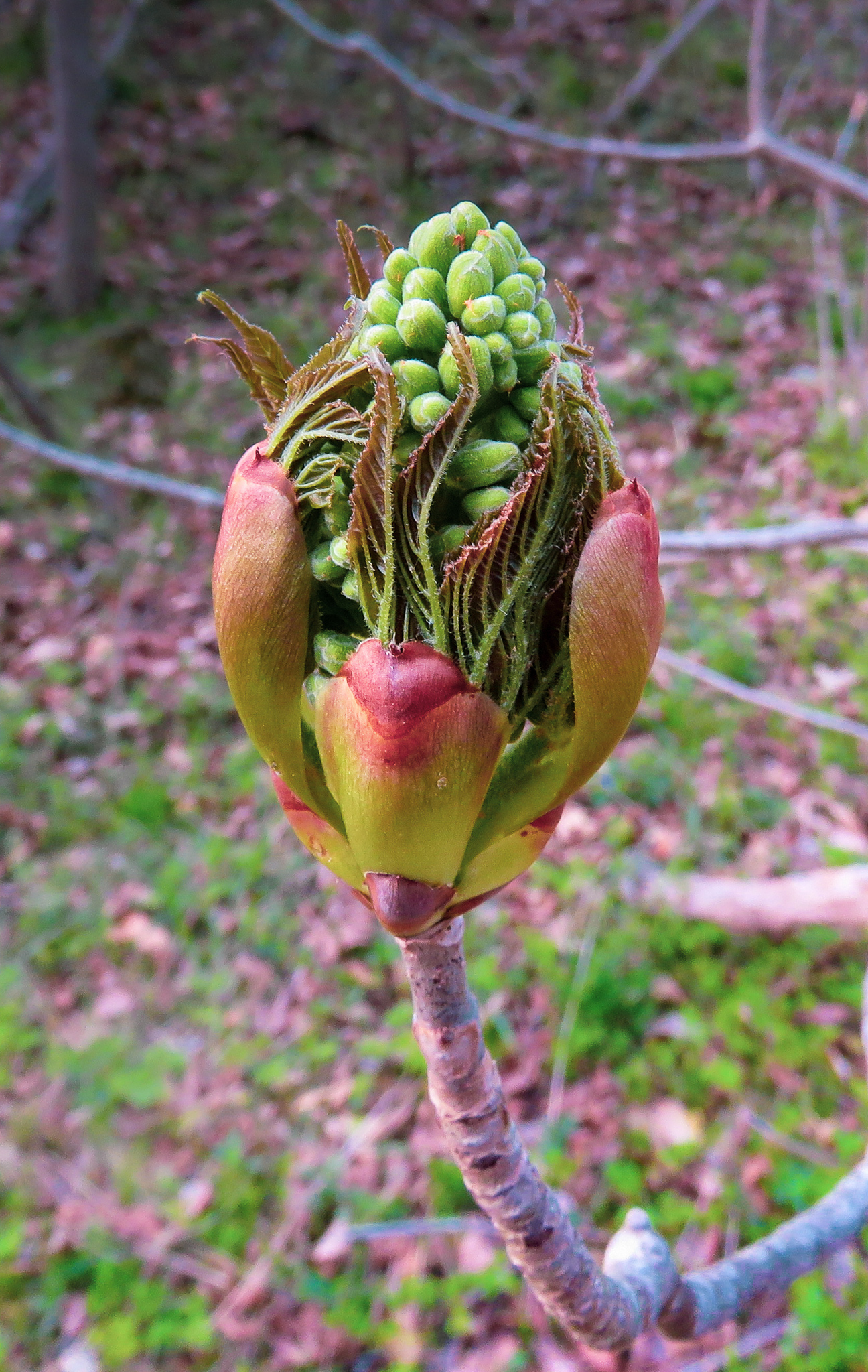 buckeye buds – FORAY