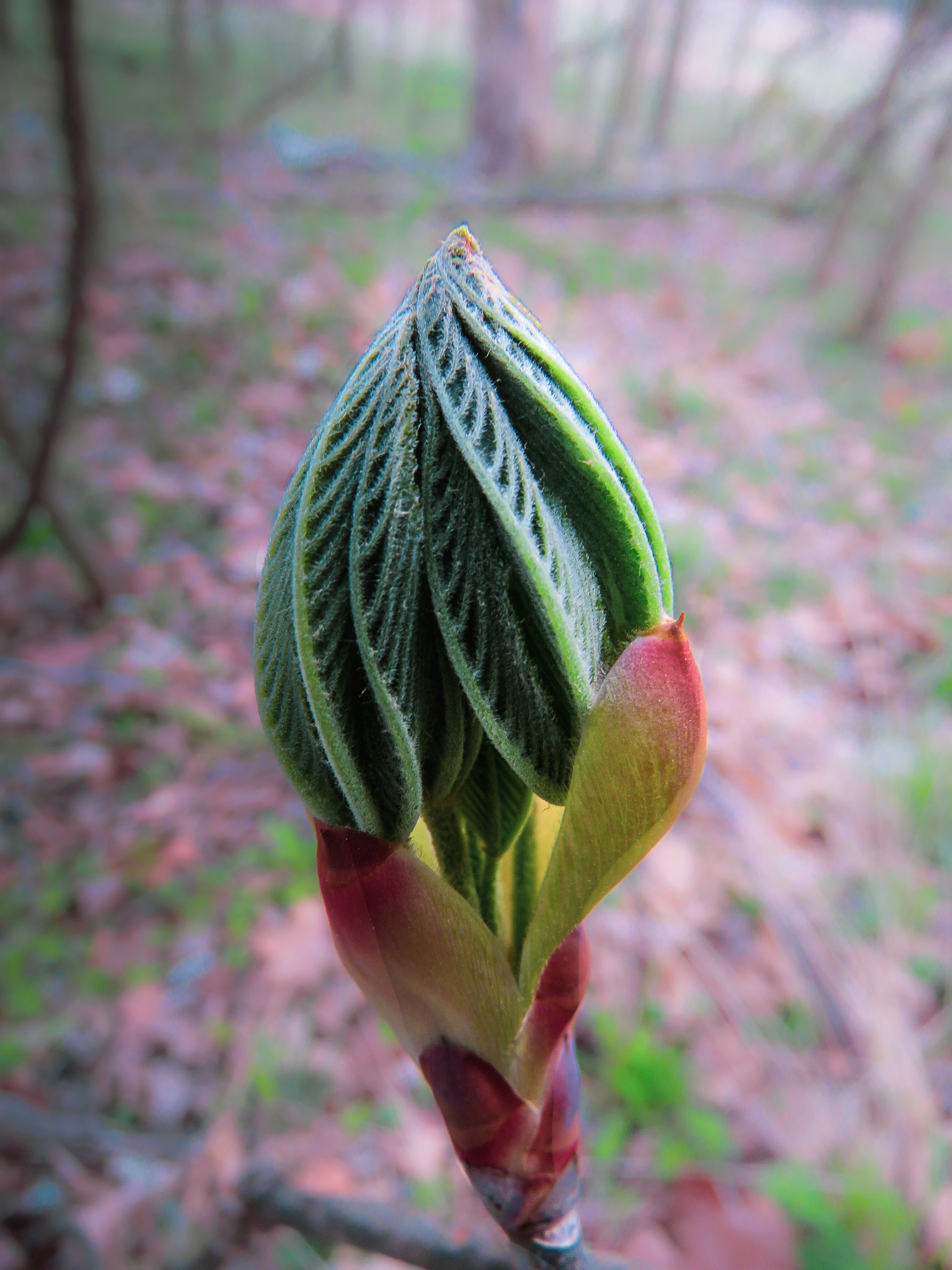 buckeye buds – FORAY